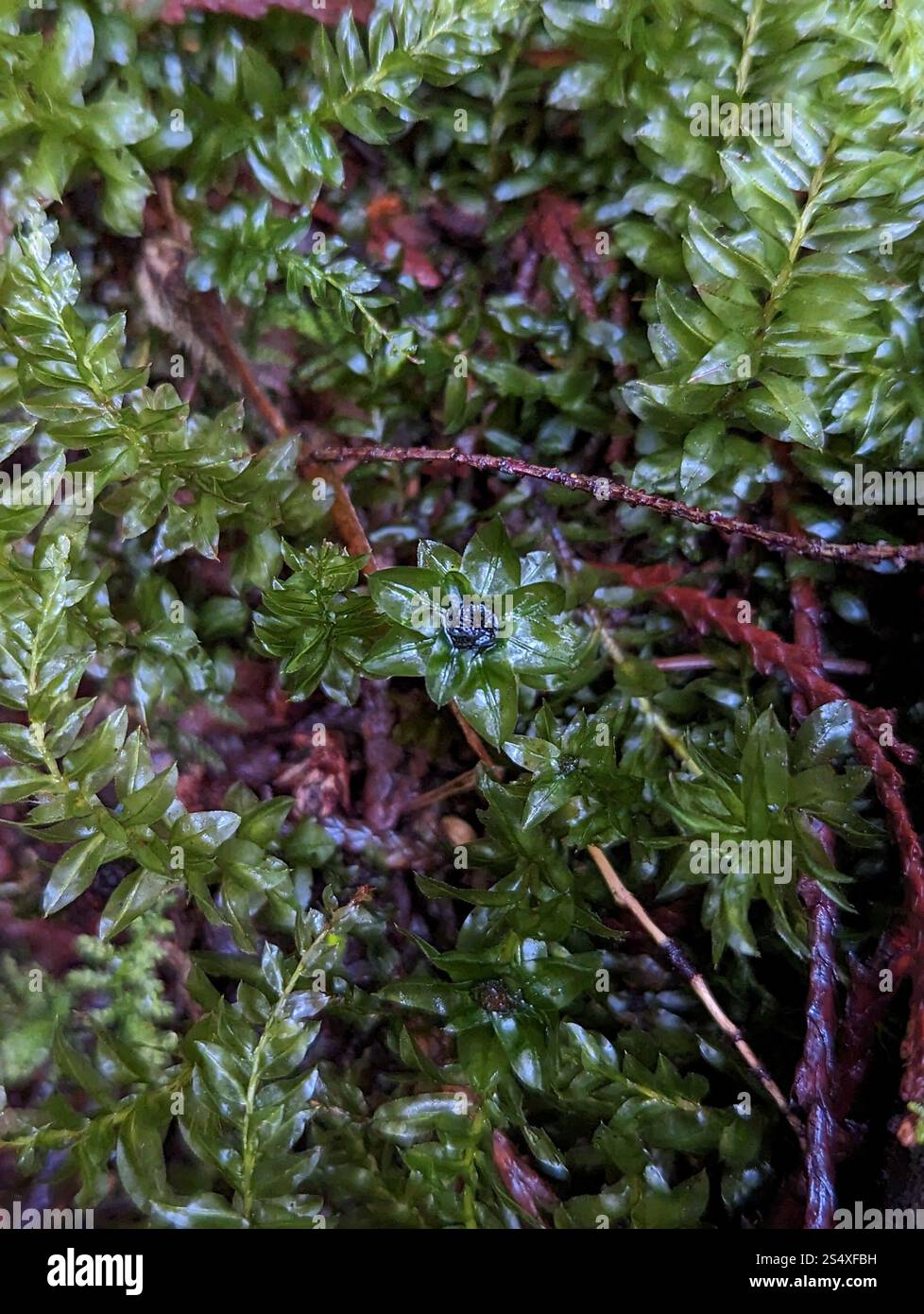 Badge Moss (Plagiomnium insigne Stock Photo - Alamy