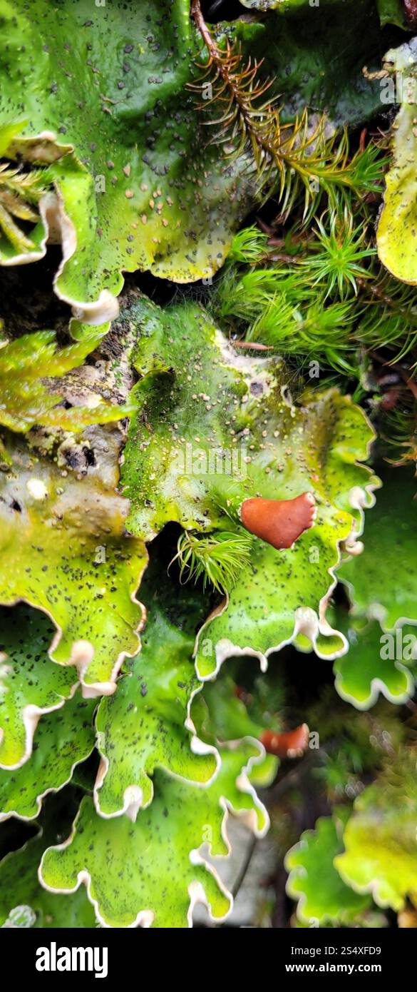 freckled pelt lichen (Peltigera aphthosa Stock Photo - Alamy