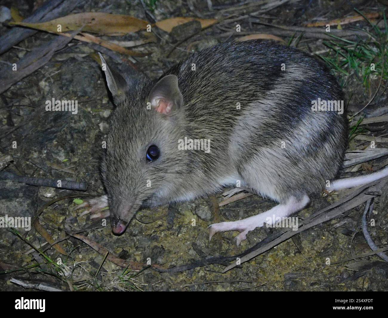 Eastern Barred Bandicoot (Perameles gunnii Stock Photo - Alamy