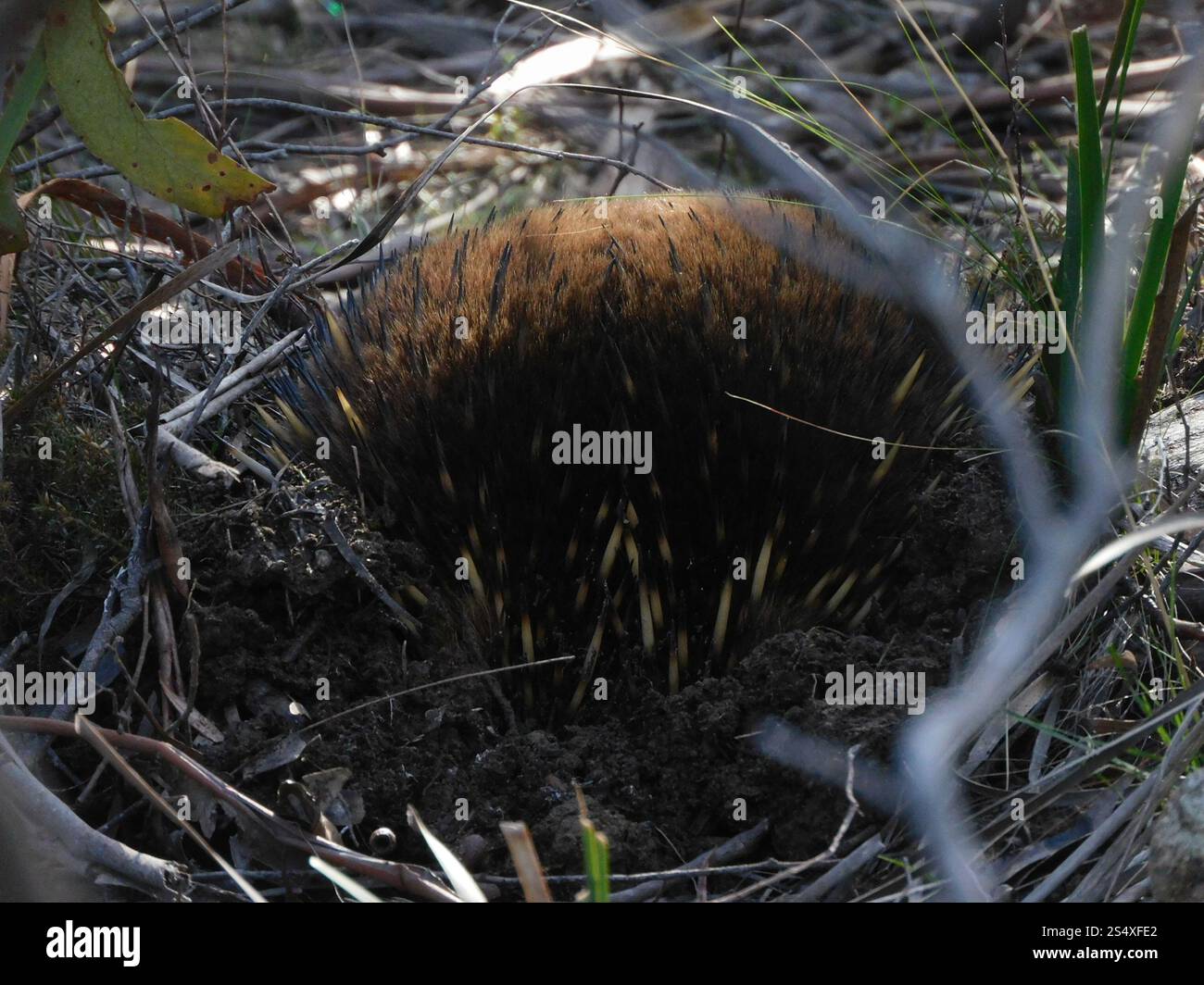 Tasmanian Echidna (Tachyglossus aculeatus setosus Stock Photo - Alamy