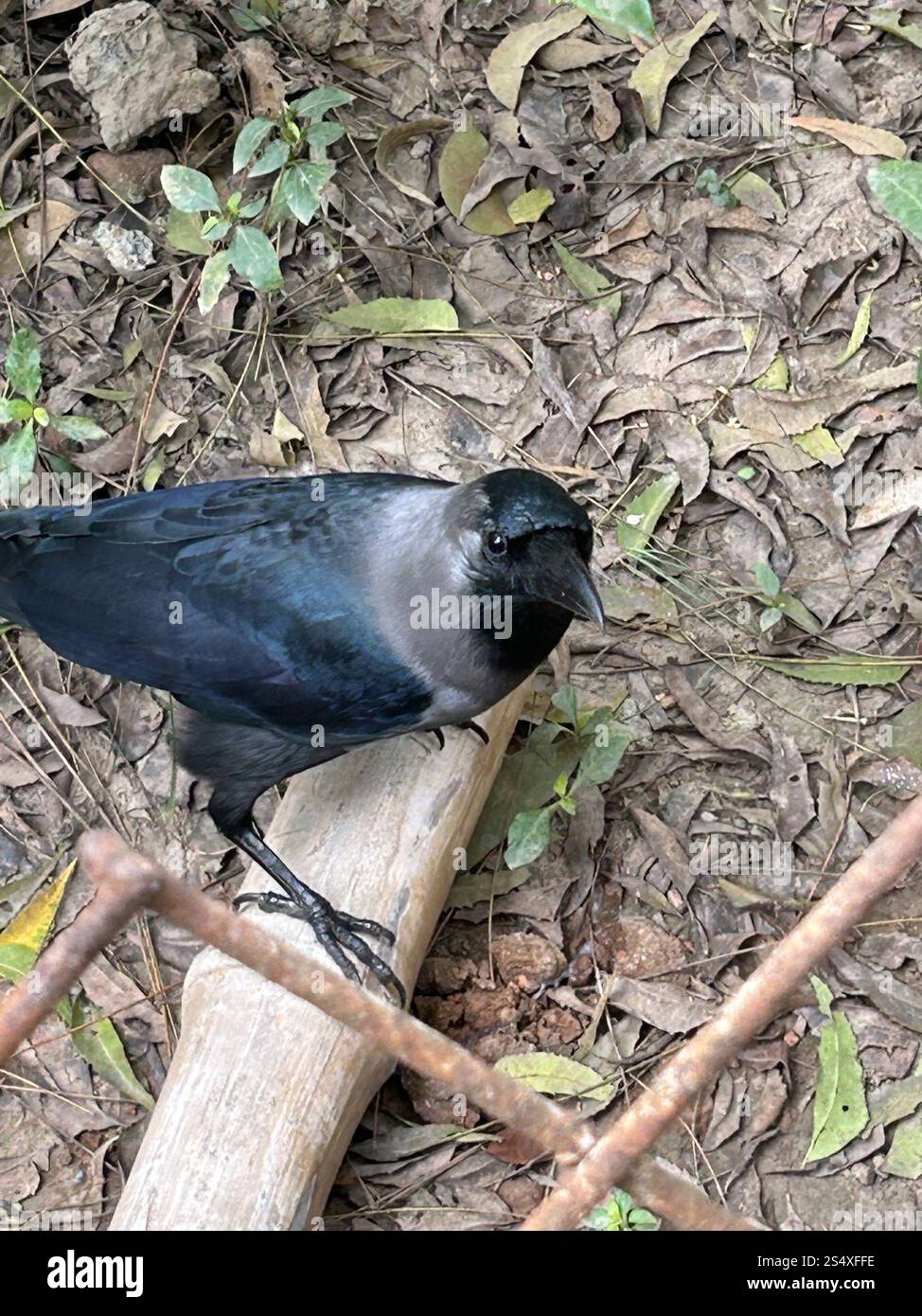 House Crow (Corvus splendens Stock Photo - Alamy