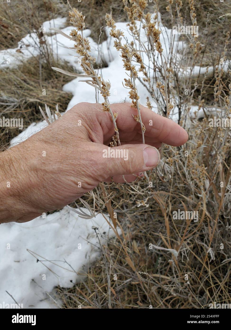 Silver Sagebrush (Artemisia cana Stock Photo - Alamy