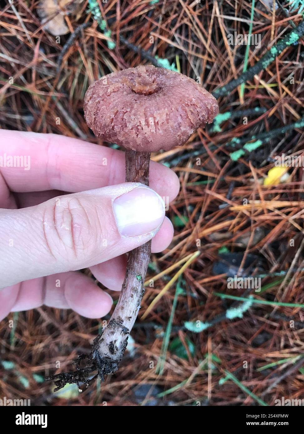 Western Amethyst Laccaria (Laccaria amethysteo-occidentalis Stock Photo ...