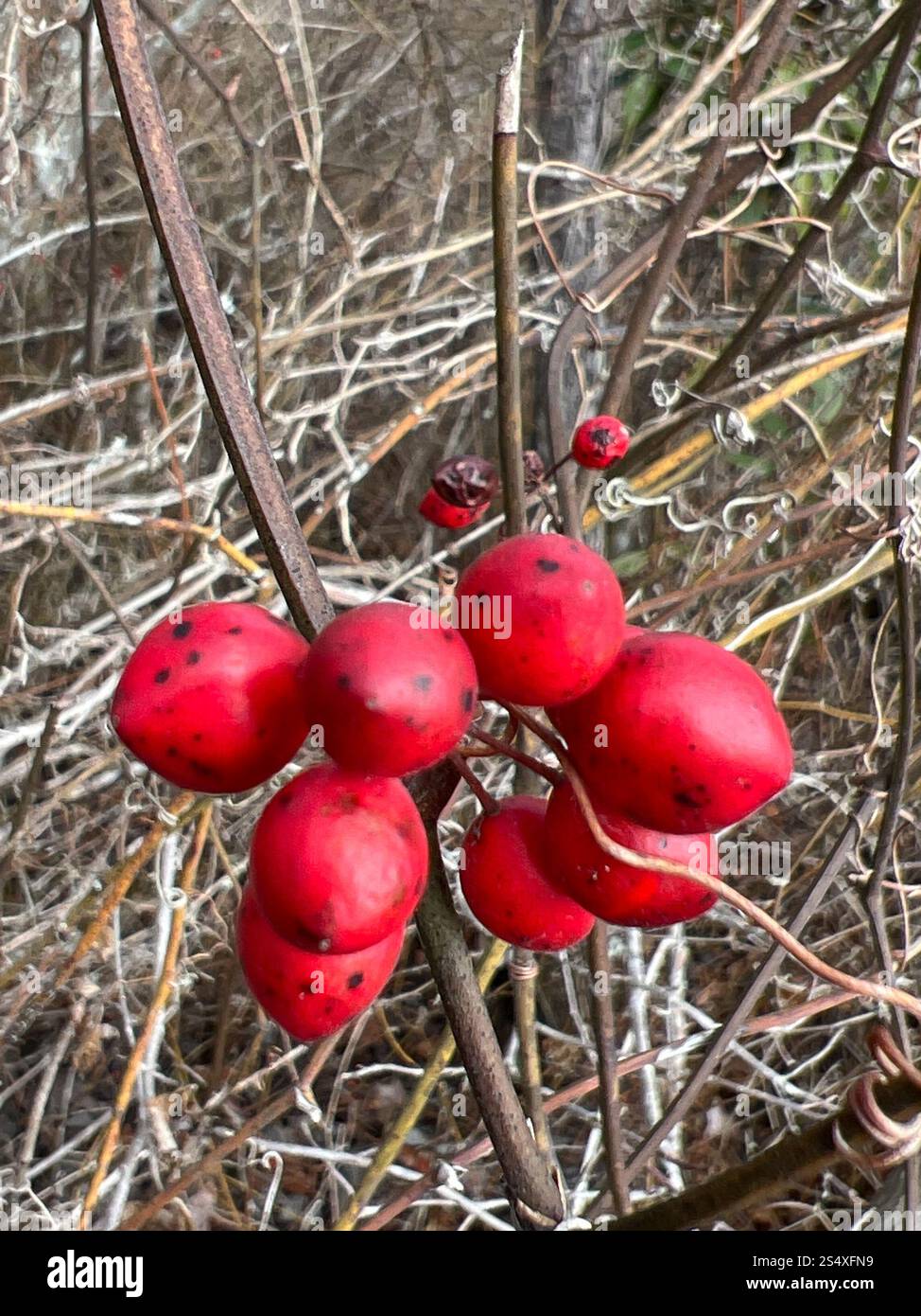 Coral Greenbrier (Smilax walteri Stock Photo - Alamy