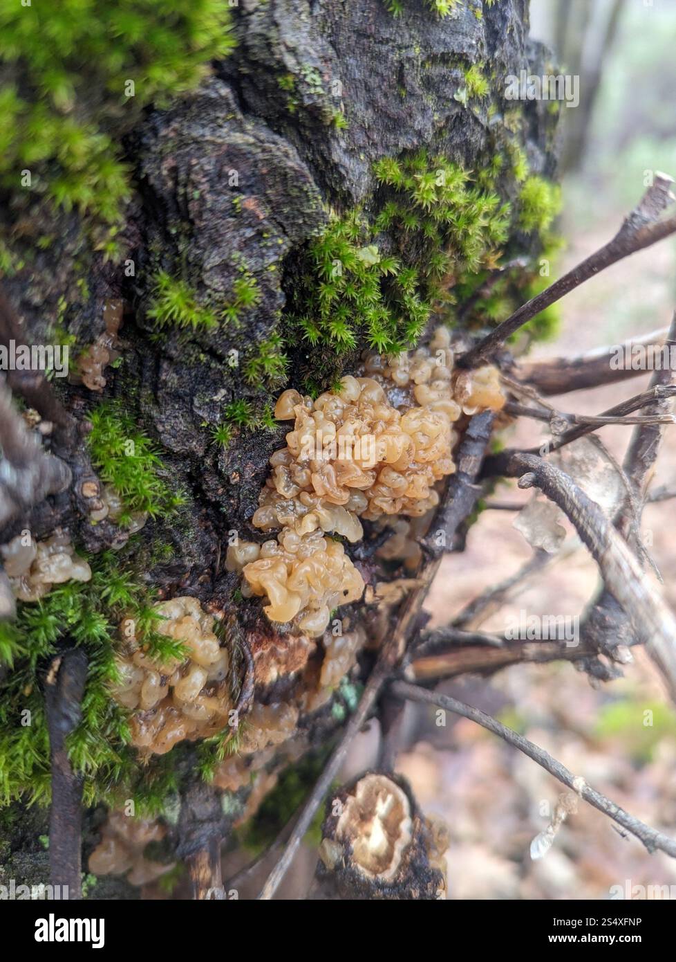 Crystal Brain Fungus (Myxarium nucleatum Stock Photo - Alamy