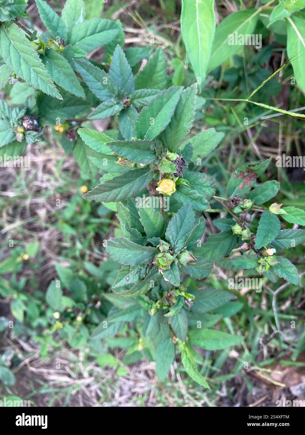 Common Fanpetals (Sida ulmifolia Stock Photo - Alamy