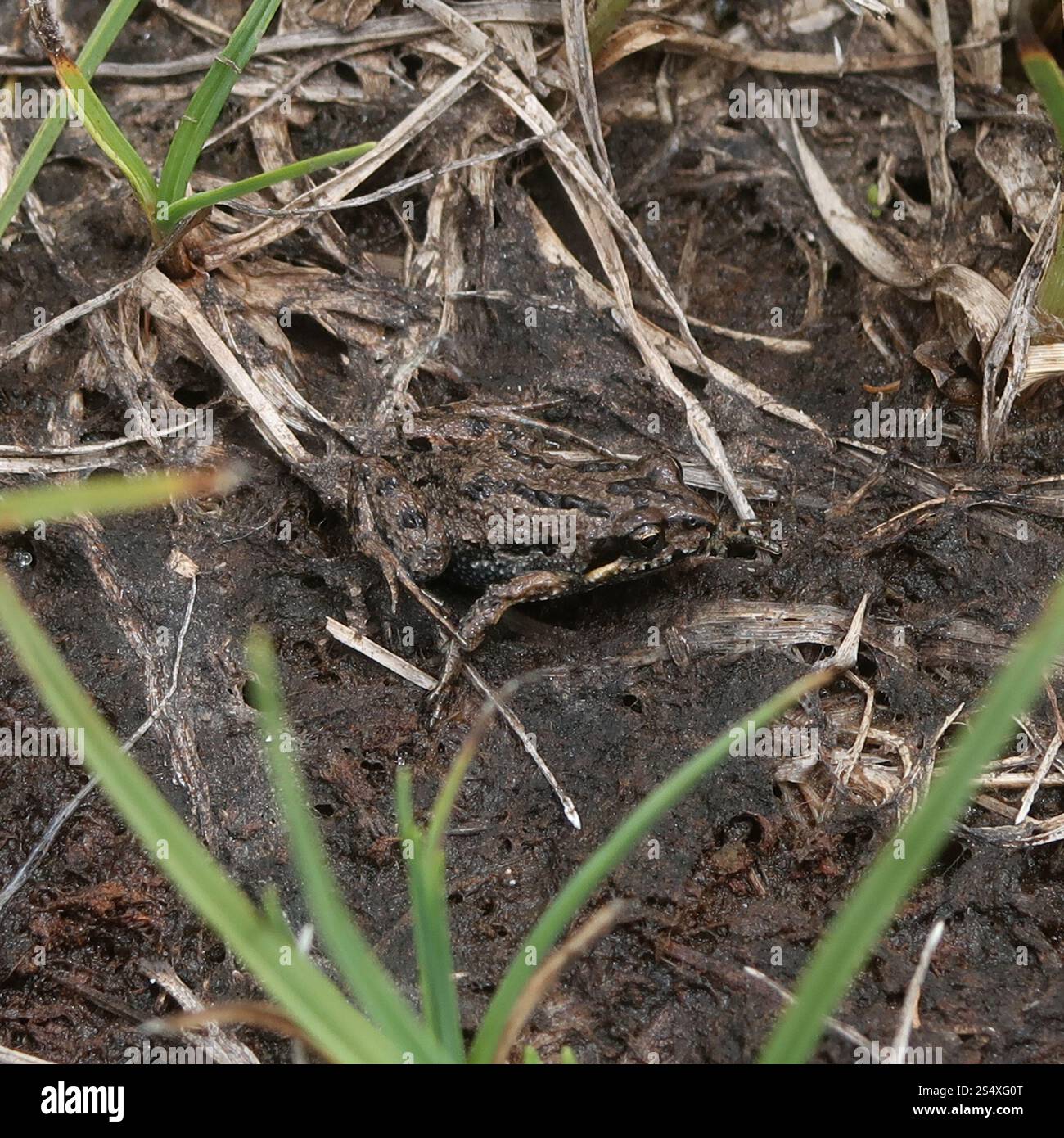 Australian Ground Frogs (Myobatrachidae Stock Photo - Alamy