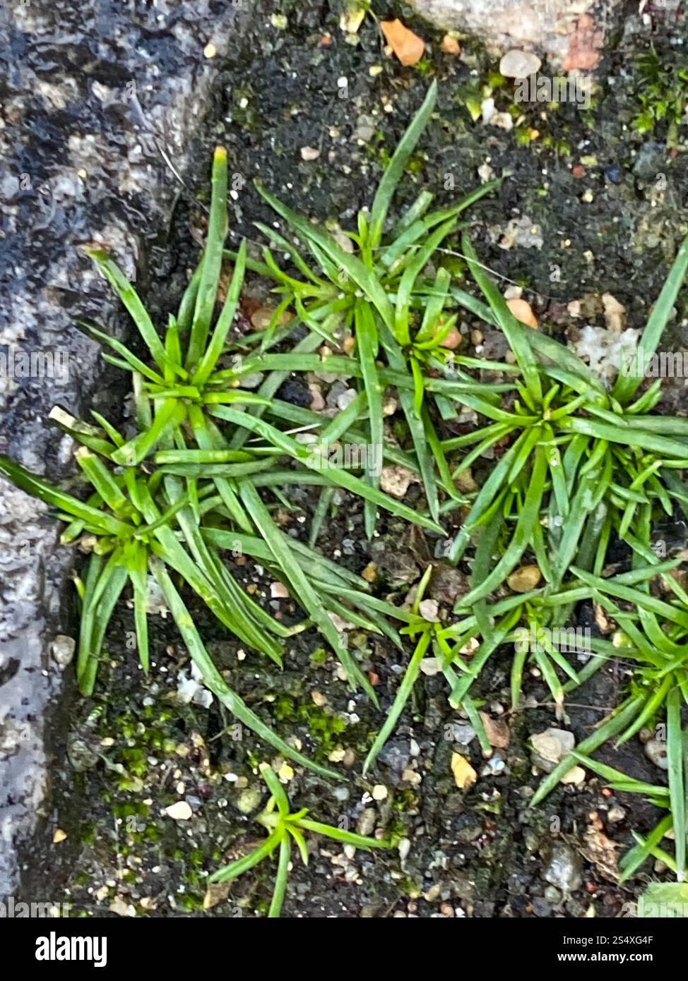 Procumbent Pearlwort (Sagina procumbens Stock Photo - Alamy