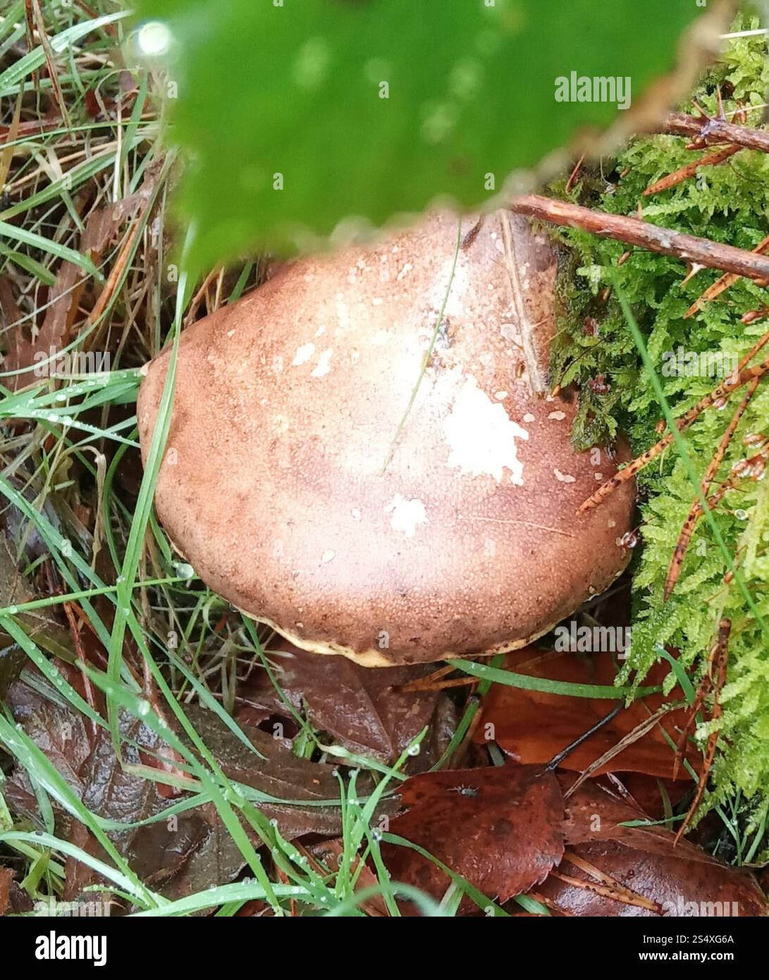 birch polypore (Fomitopsis betulina Stock Photo - Alamy