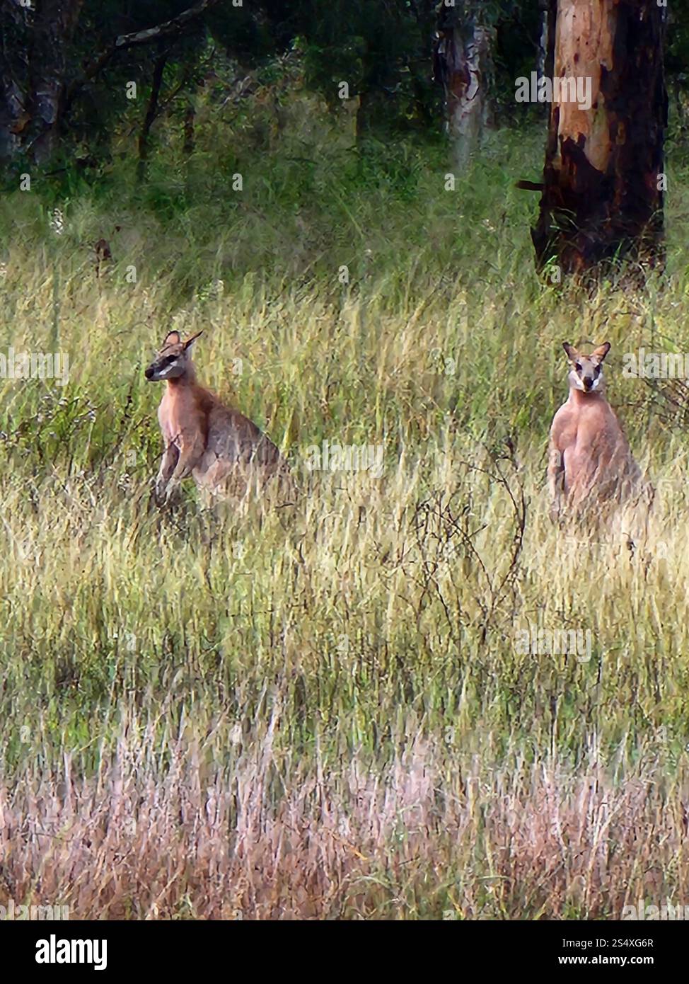 Agile Wallaby (Notamacropus agilis Stock Photo - Alamy