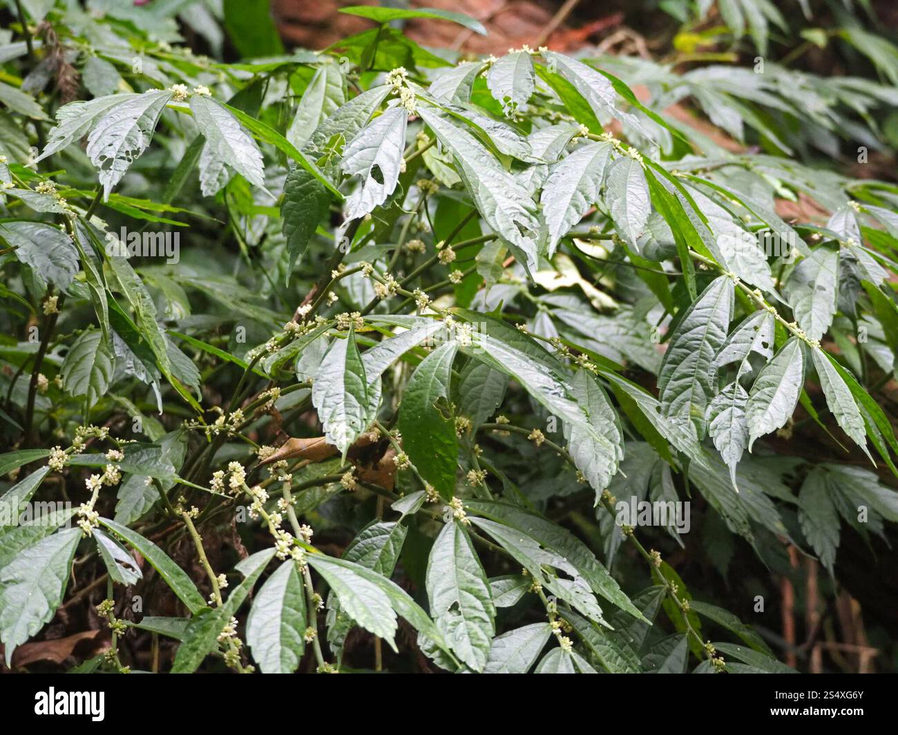 Large lineolate Elatostema (Elatostema lineolatum Stock Photo - Alamy