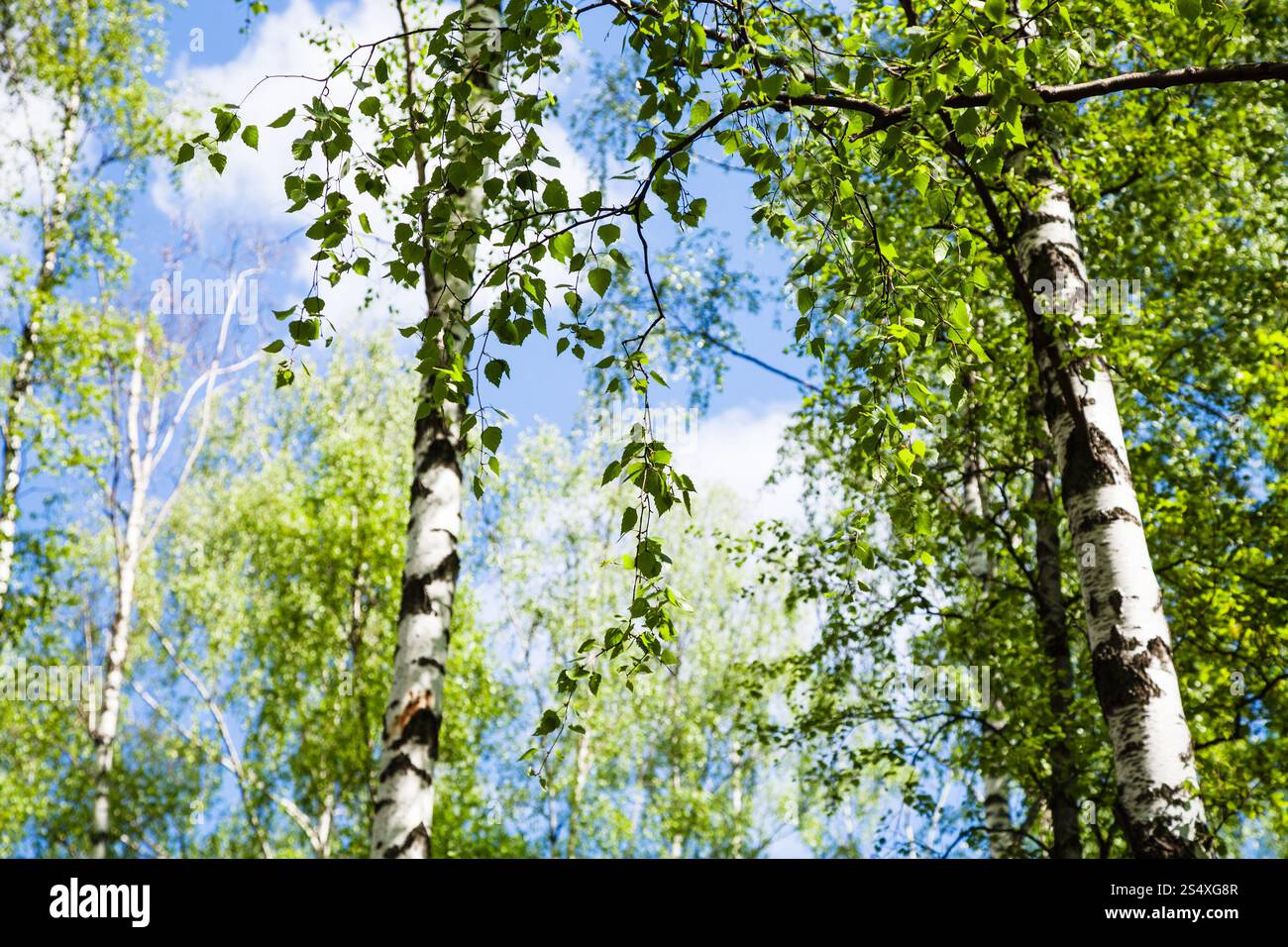natural background - birch trees with green leaves in birch grove in ...