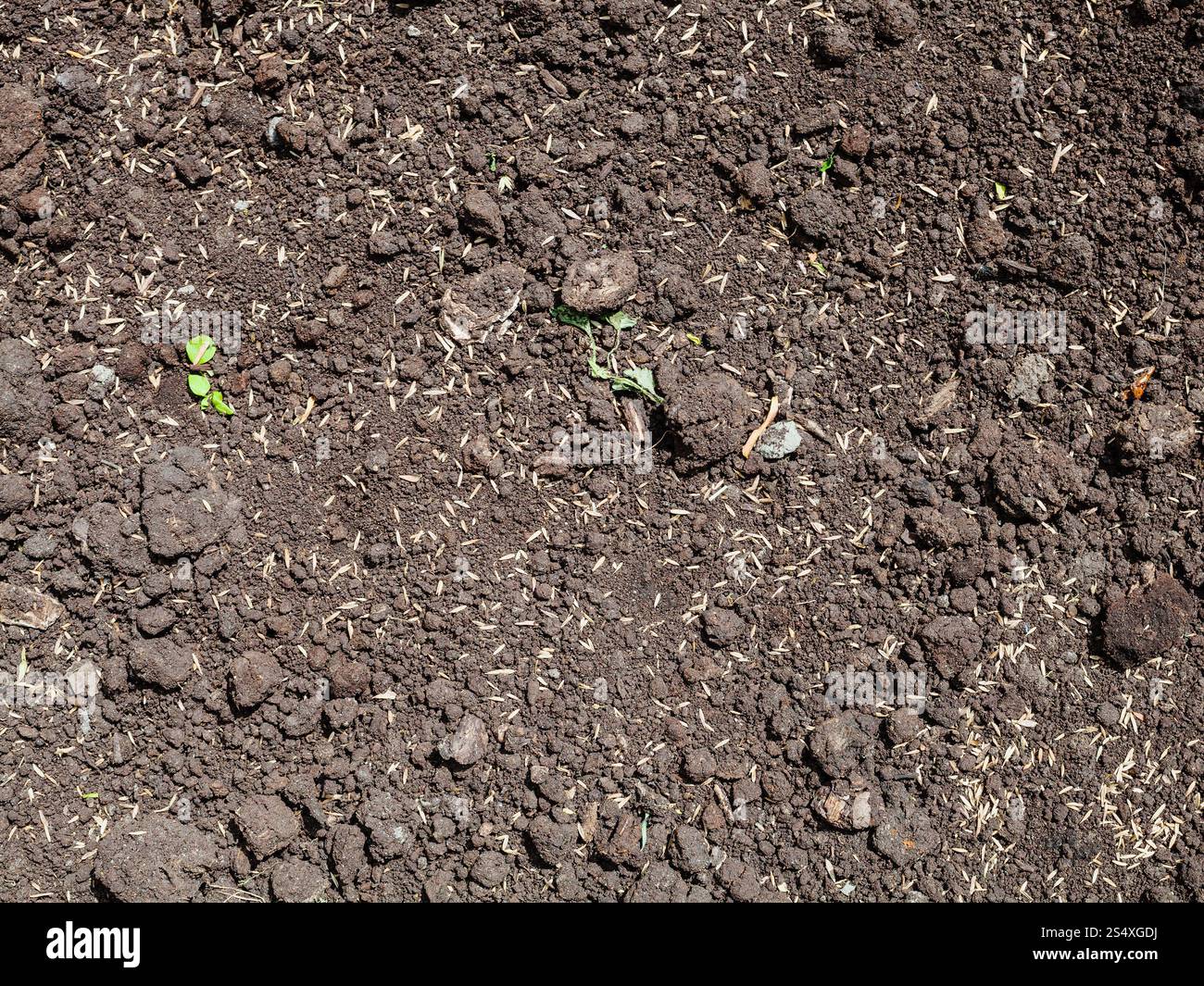 sowing grass seeds in loosened soil of lawn in spring Stock Photo - Alamy