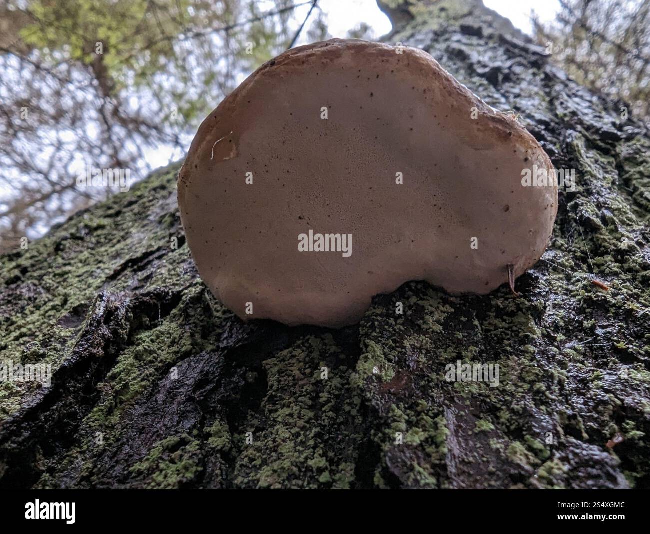 Northern Red Belt (Fomitopsis mounceae Stock Photo - Alamy