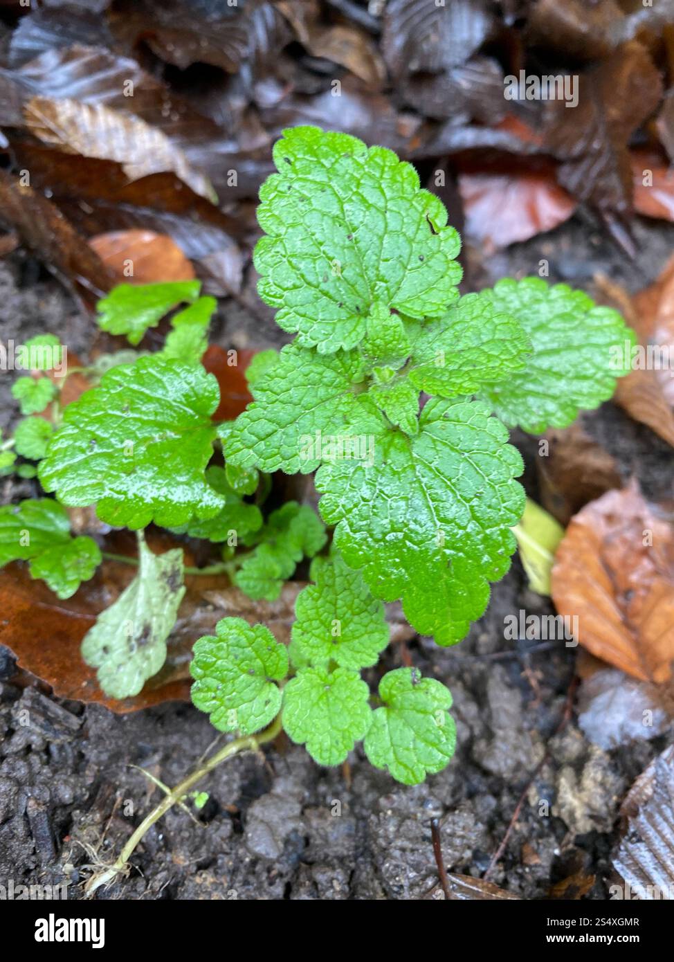 mint family (Lamiaceae Stock Photo - Alamy