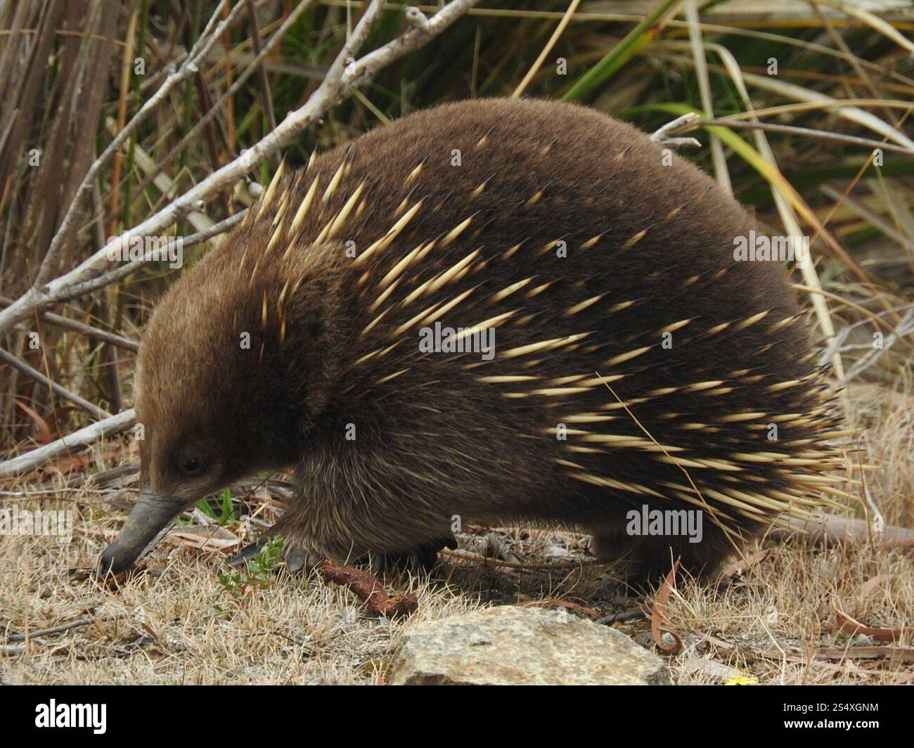 Tasmanian Echidna (Tachyglossus aculeatus setosus Stock Photo - Alamy