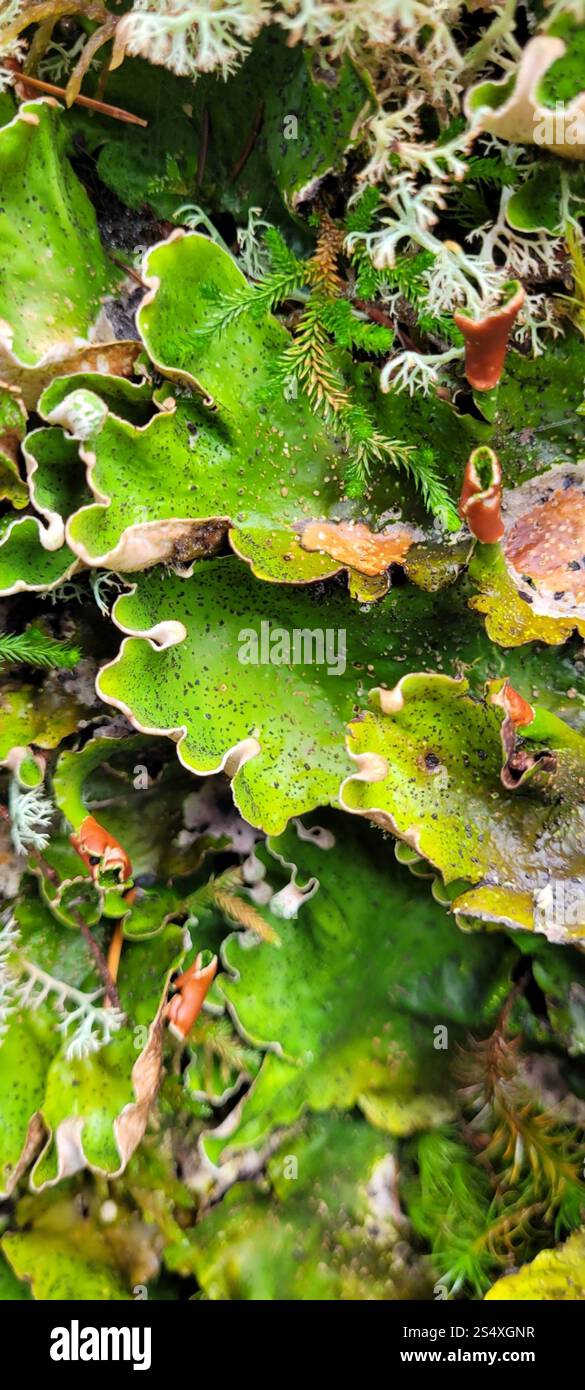 freckled pelt lichen (Peltigera aphthosa Stock Photo - Alamy