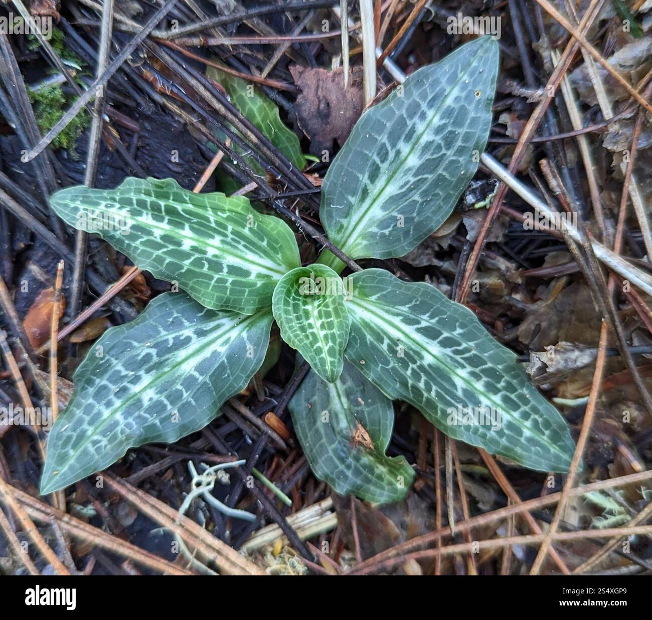 Western Rattlesnake Plantain (Goodyera oblongifolia Stock Photo - Alamy