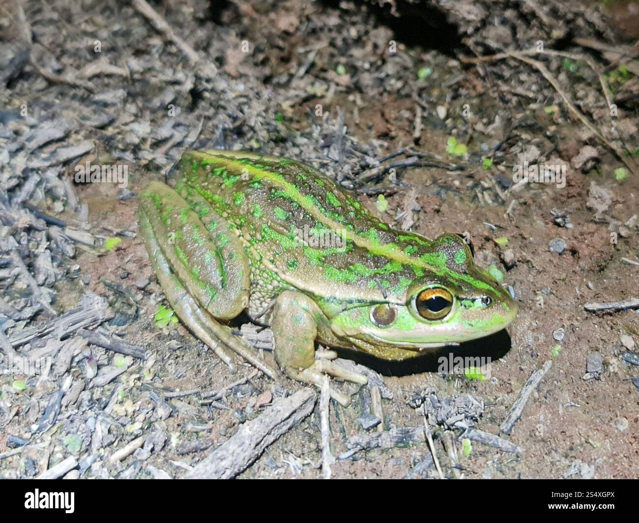 Southern Bell Frog (Ranoidea raniformis Stock Photo - Alamy