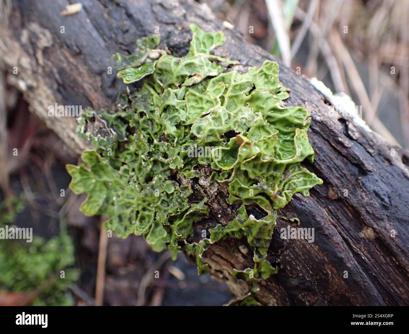 Tree Lungwort (Lobaria pulmonaria Stock Photo - Alamy