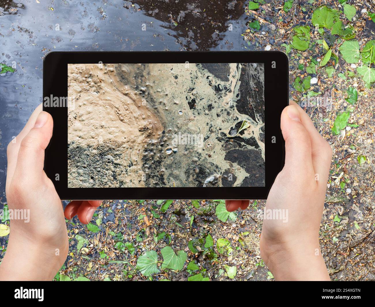 season concept - naturalist photographs birch pollen (allergy source ...