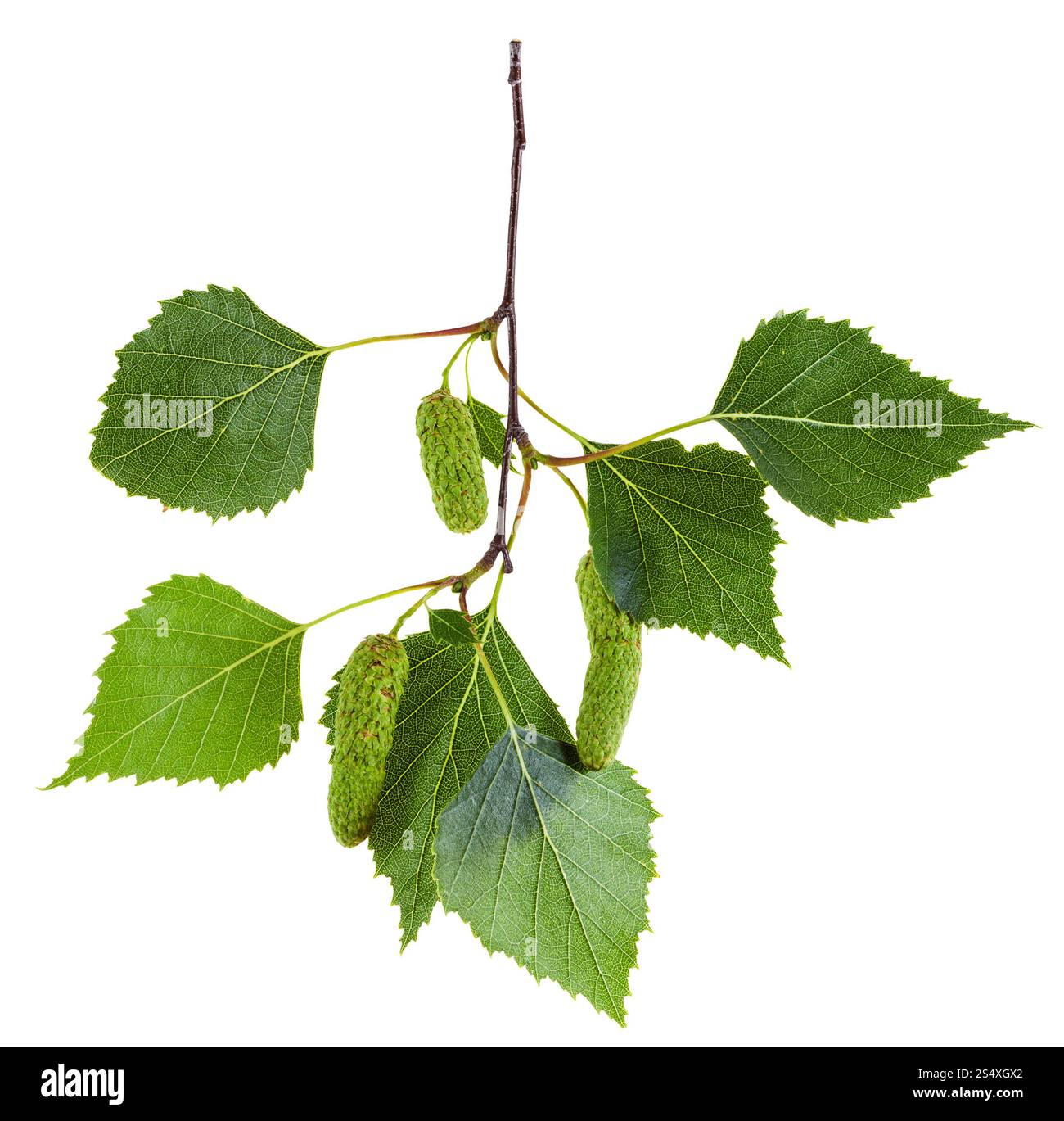 twig of birch tree (Betula pendula, silver birch ,warty birch, European ...