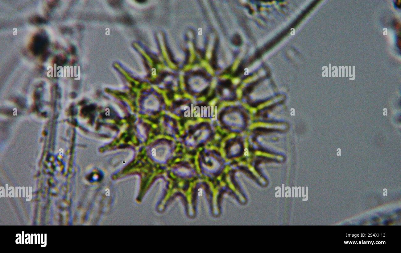 Pediastrum hi-res stock photography and images - Alamy