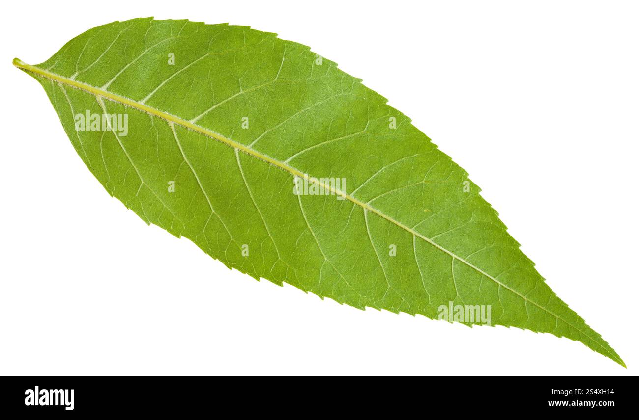back side of green leaf of Fraxinus excelsior tree (ash, European ash ...