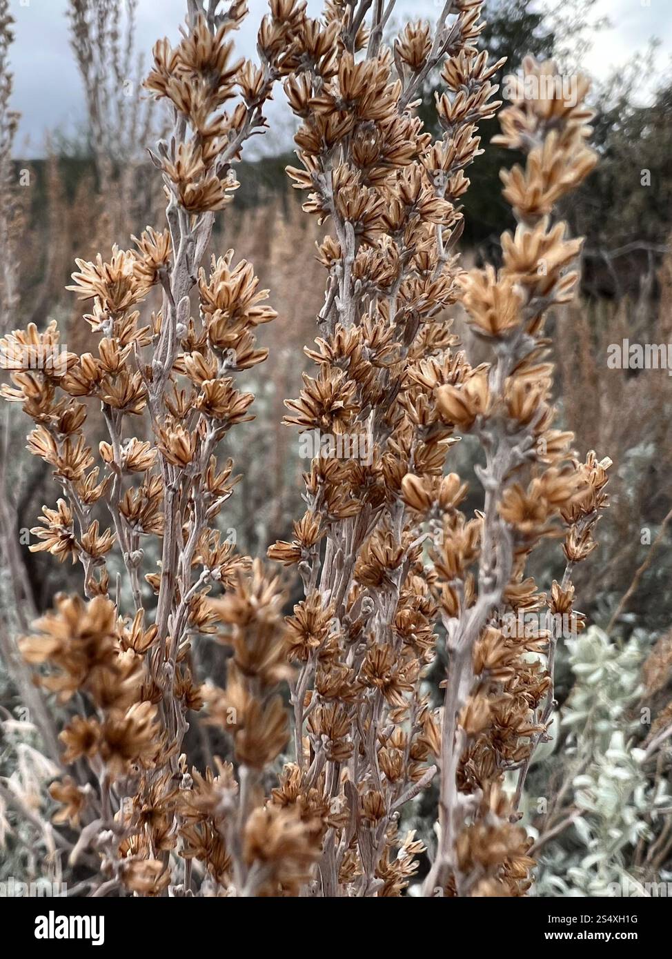 Big Sagebrush (Artemisia tridentata Stock Photo - Alamy