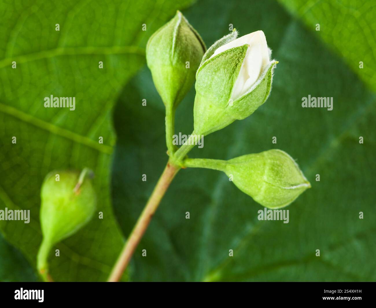 white bud of Honeysuckle plant close up with green leaf background ...