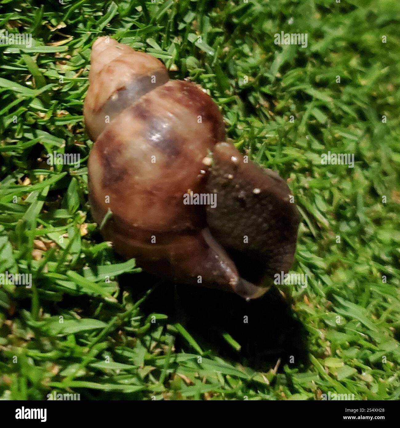 African Giant Snail (Lissachatina fulica Stock Photo - Alamy