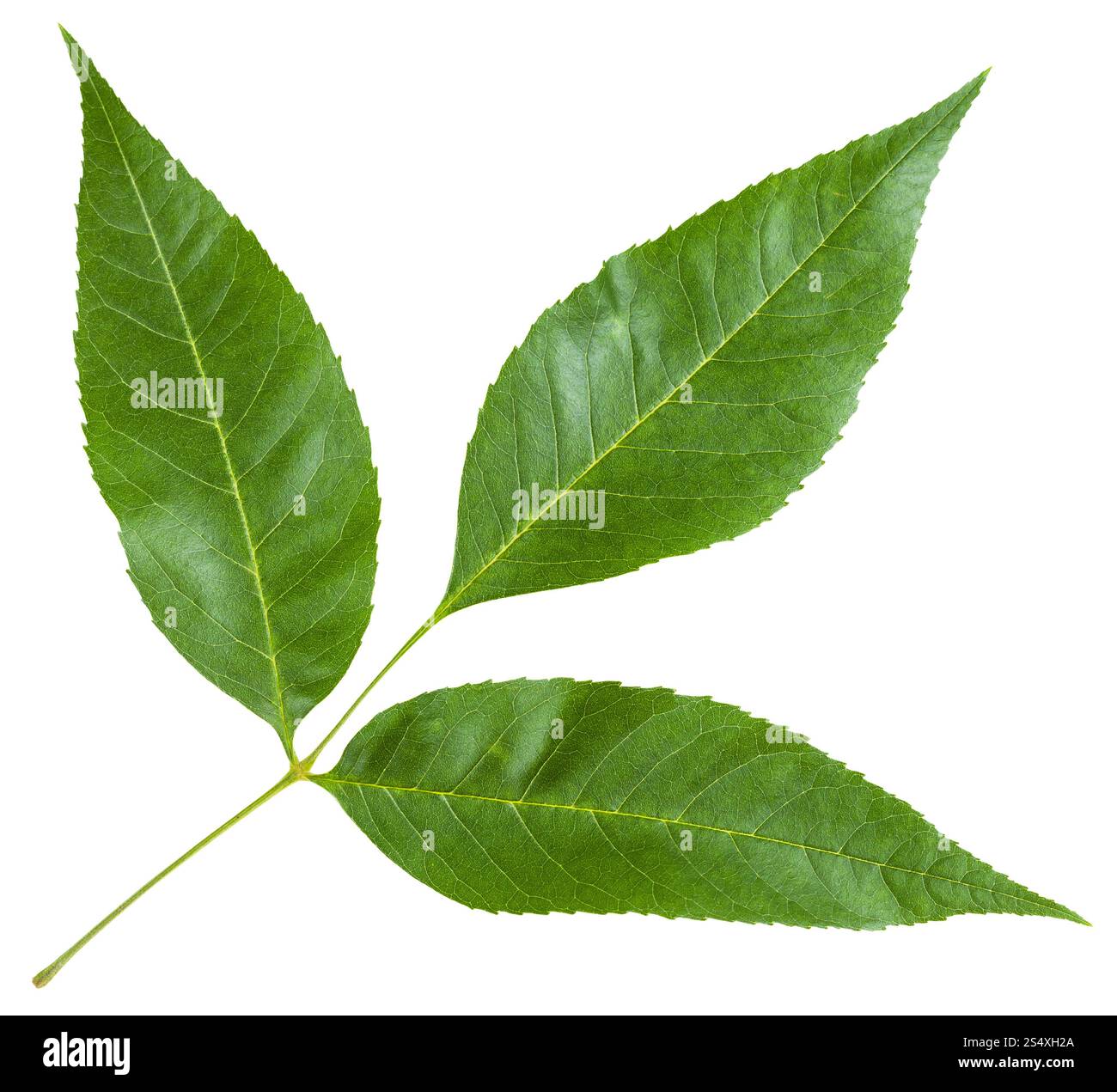 twig with green leaves of Fraxinus excelsior tree (ash, European ash ...