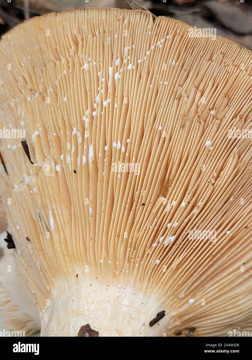 golden milkcap (Lactarius alnicola Stock Photo - Alamy