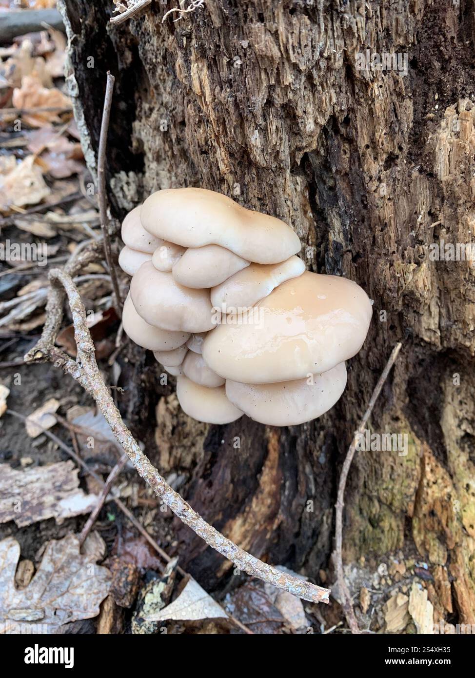 Oyster Mushroom (Pleurotus ostreatus Stock Photo - Alamy