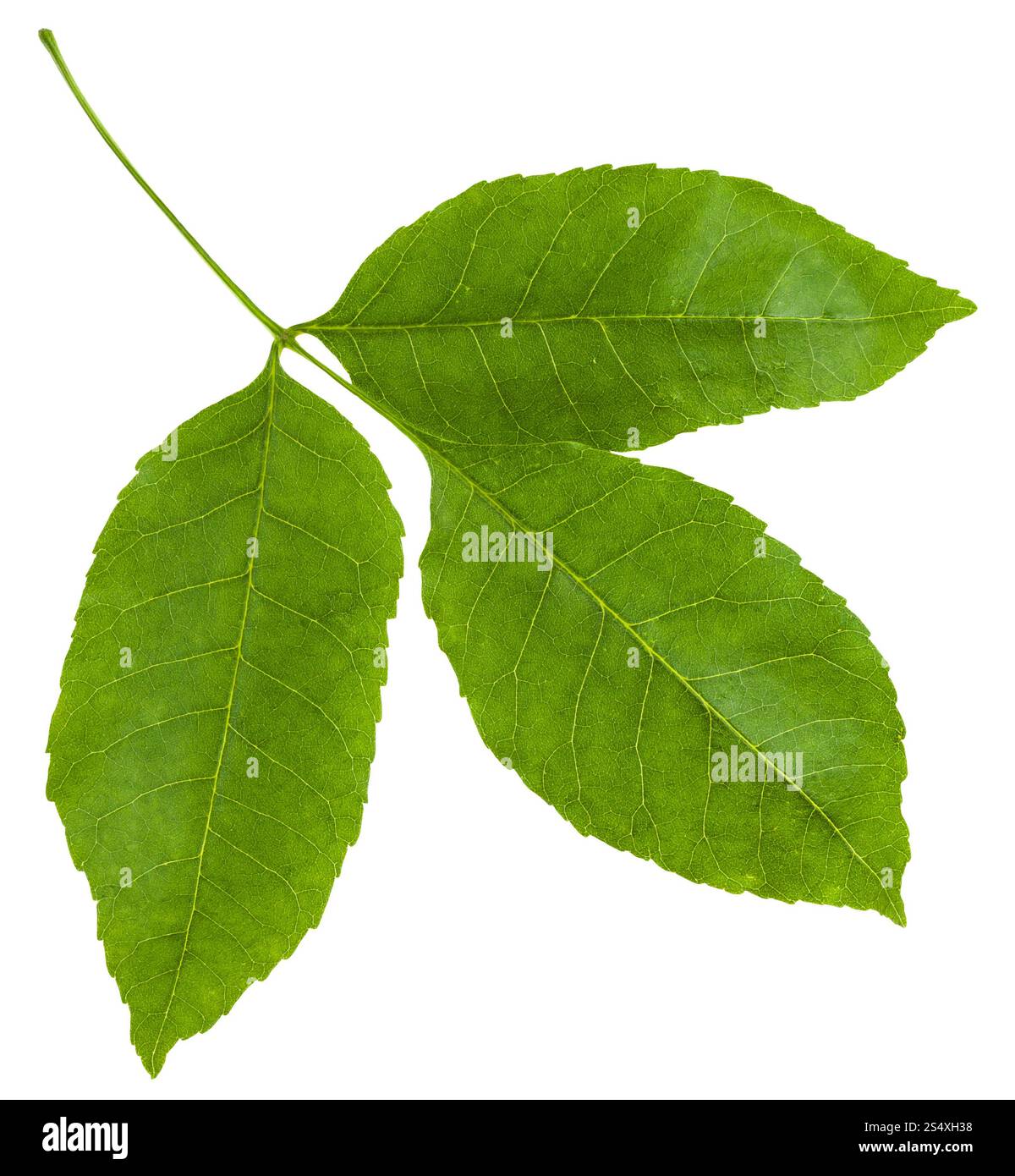 twig with green leaves of Fraxinus ornus tree (manna ash, South ...