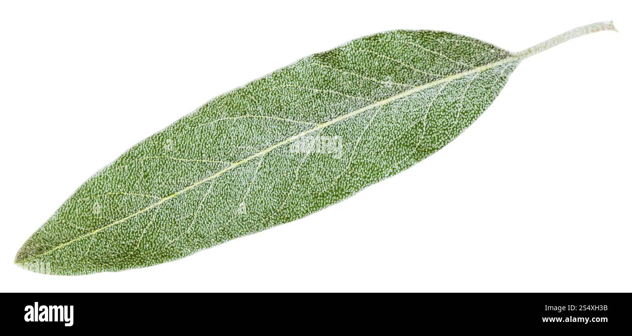 Elaeagnus hi-res stock photography and images - Alamy
