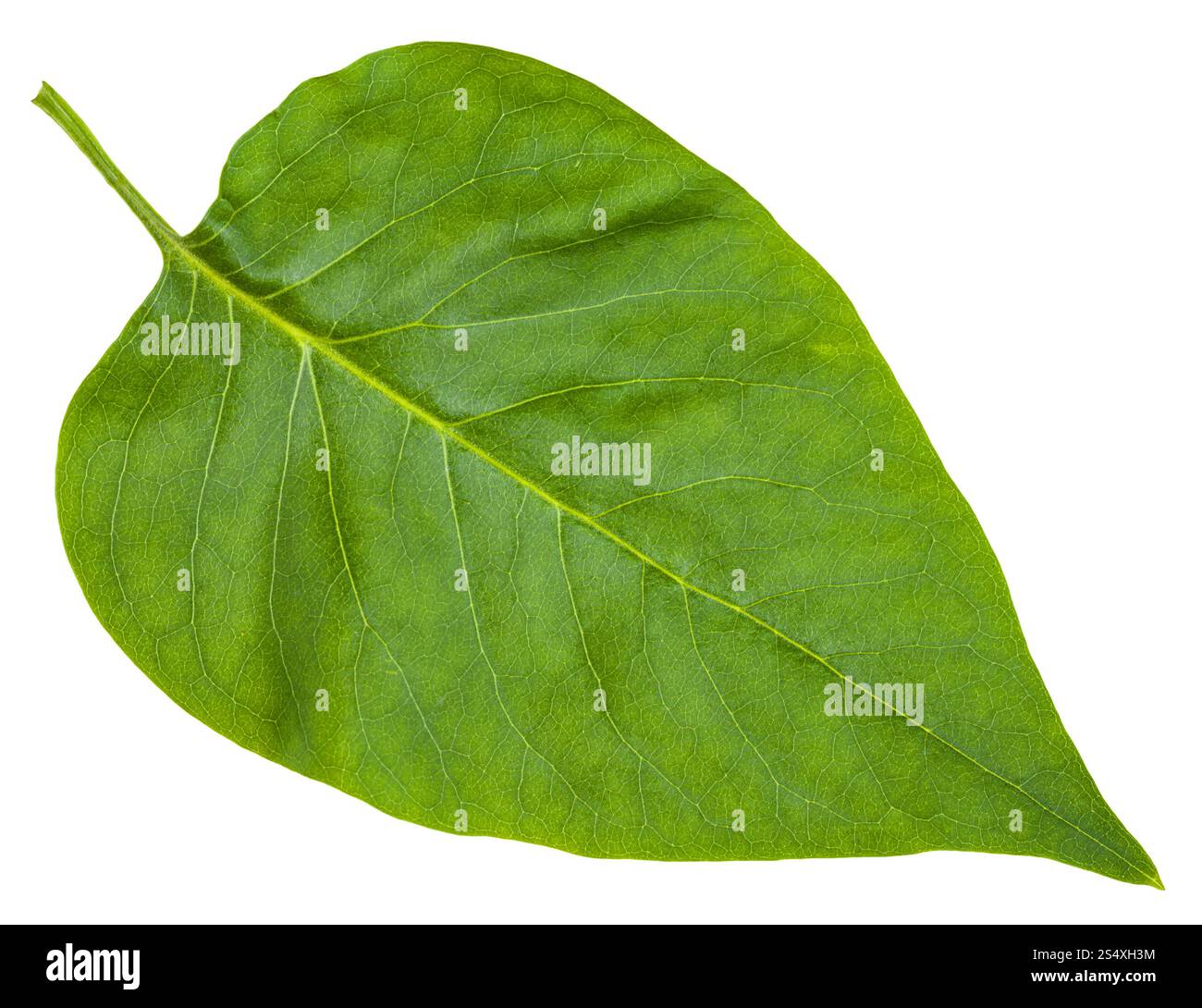 green leaf of Syringa vulgaris (lilac, common lilac) isolated on white ...