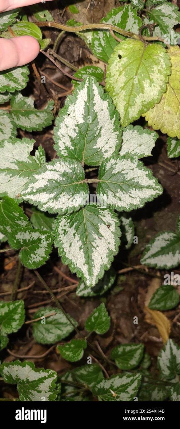 Variegated Yellow Archangel (Lamium galeobdolon argentatum Stock Photo ...