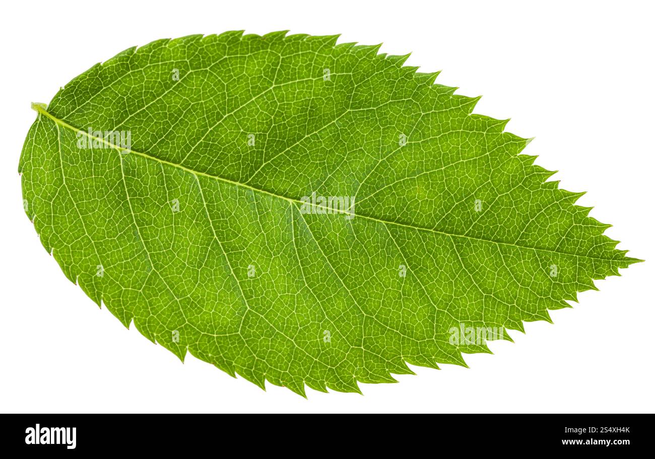green leaf of rosa canina (dog-rose) isolated on white background Stock ...