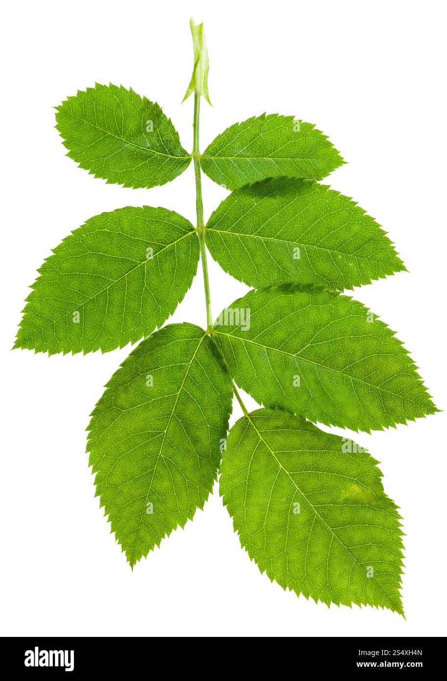 twig with green leaves of Rosa canina (dog-rose, shrub rose) isolated ...