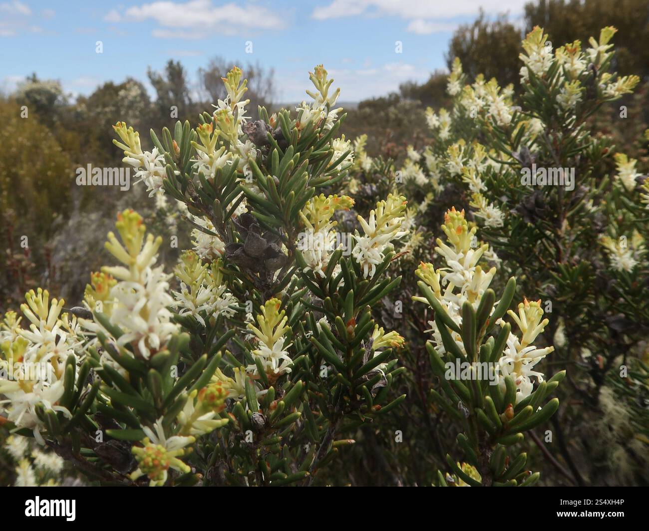 narrow-leaf orites (Orites revolutus Stock Photo - Alamy