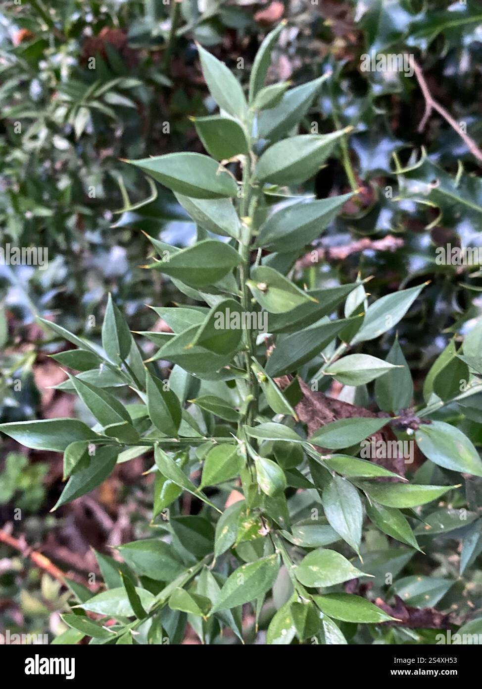 butcher's-broom (Ruscus aculeatus Stock Photo - Alamy