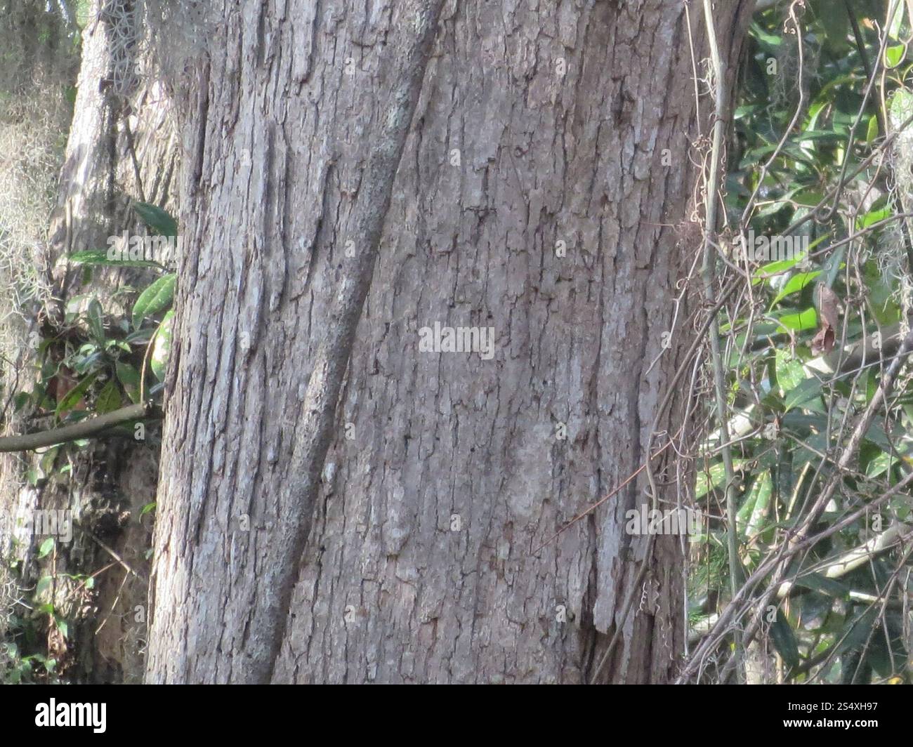 swamp chestnut oak (Quercus michauxii Stock Photo - Alamy