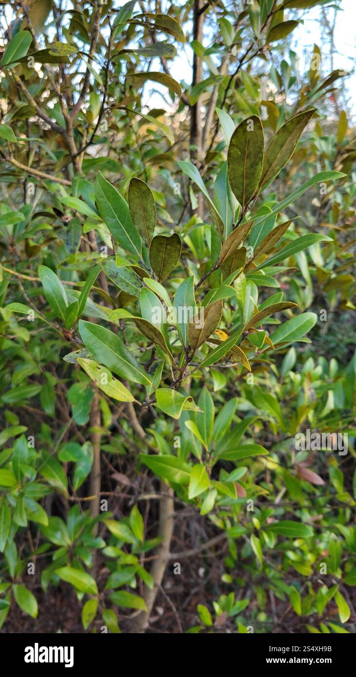 Silk Bay (Persea humilis Stock Photo - Alamy