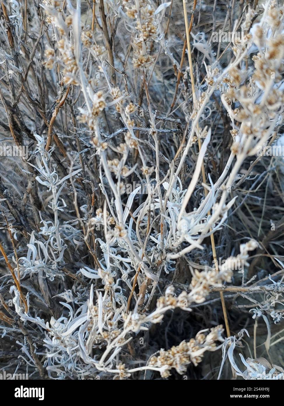 Silver Sagebrush (Artemisia cana Stock Photo - Alamy