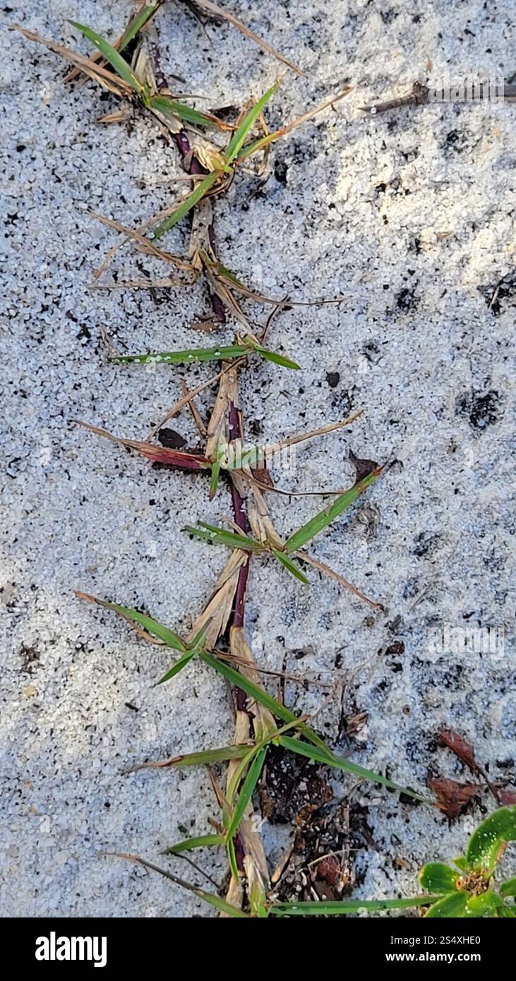 Saint Augustine grass (Stenotaphrum secundatum Stock Photo - Alamy