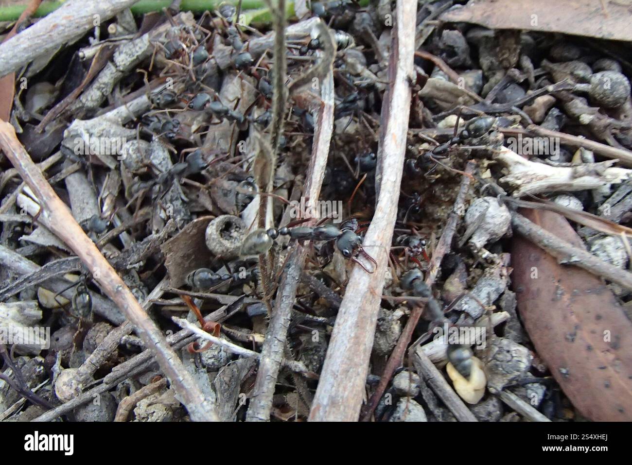 Inch Ant (Myrmecia pyriformis Stock Photo - Alamy