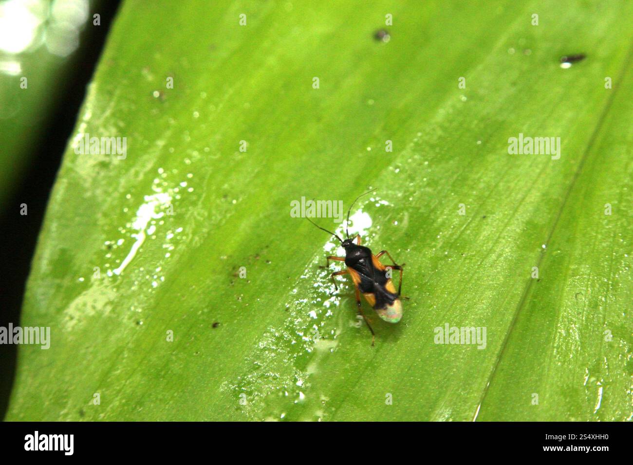 Plant Bugs (Miridae Stock Photo - Alamy