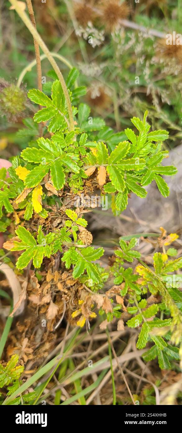Sand bidibid (Acaena pallida Stock Photo - Alamy