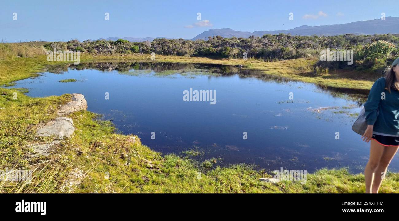 Cape Platanna (Xenopus gilli Stock Photo - Alamy